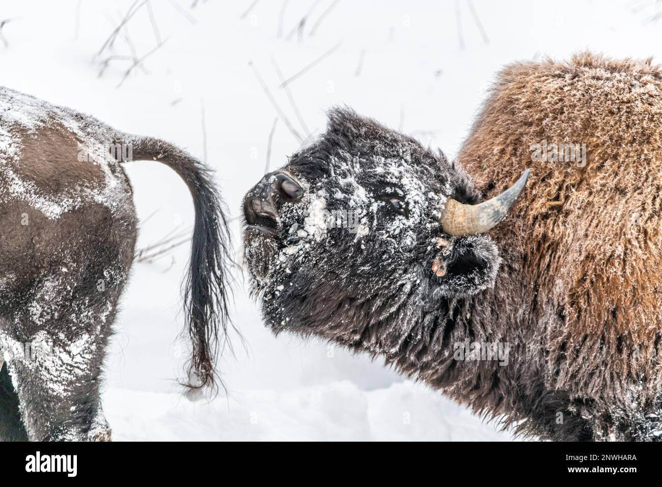 One bison wild buffalo seen in snowy landscape sniffing, smelling bison ...