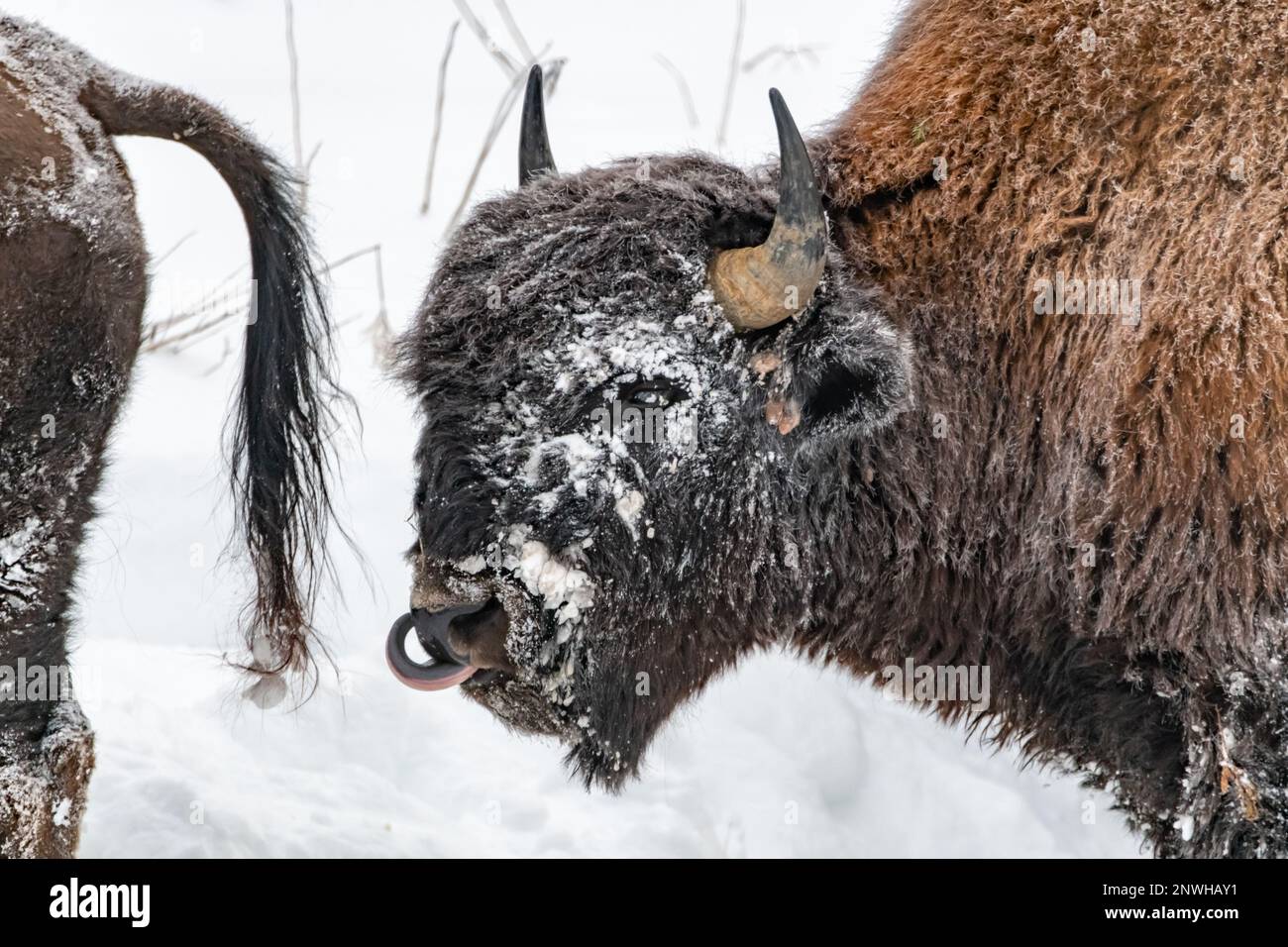 Snowy covered bison seen in winter with white snow background, horns ...