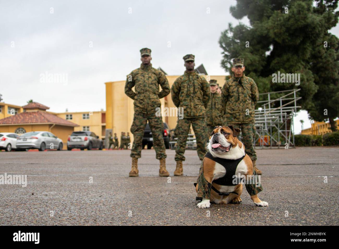 U.S Marine Corps Cpl. Manny, the mascot of Marine Corps Recruit Depot ...