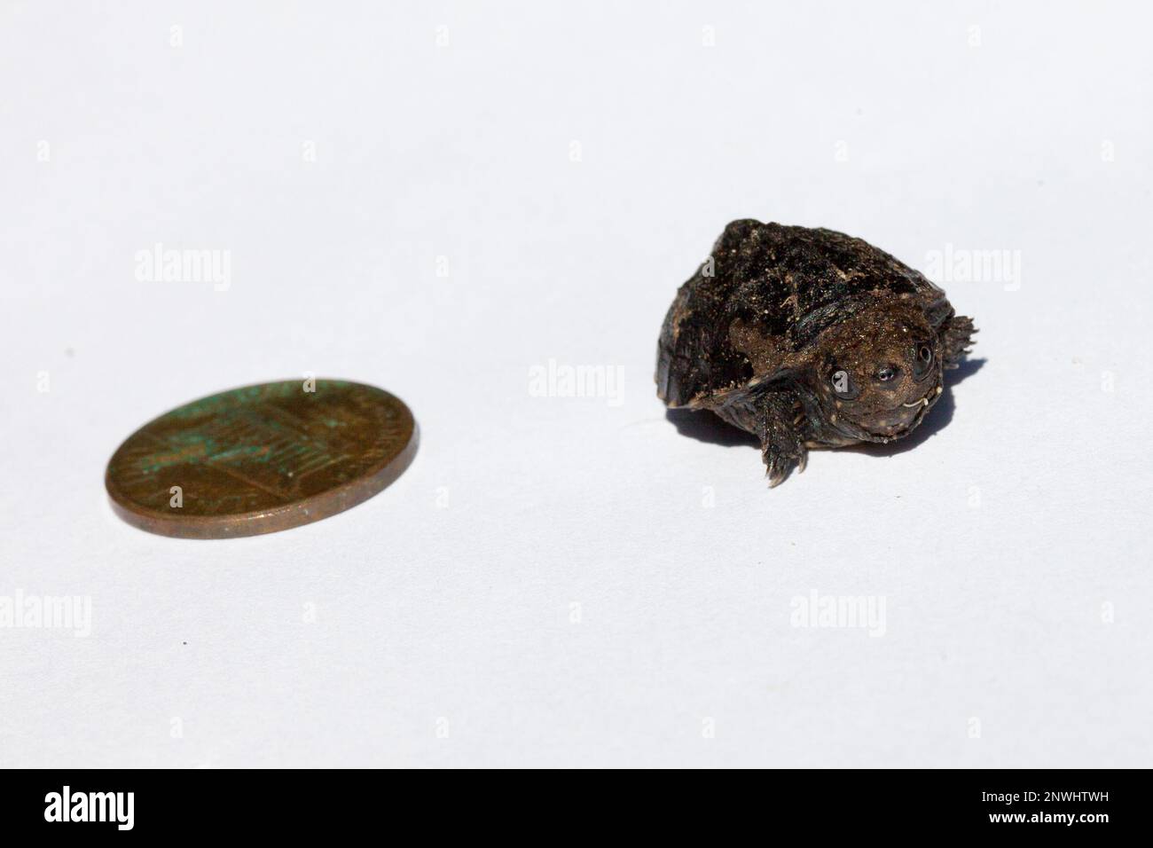 Snapping turtle hatchling with penny Stock Photo - Alamy