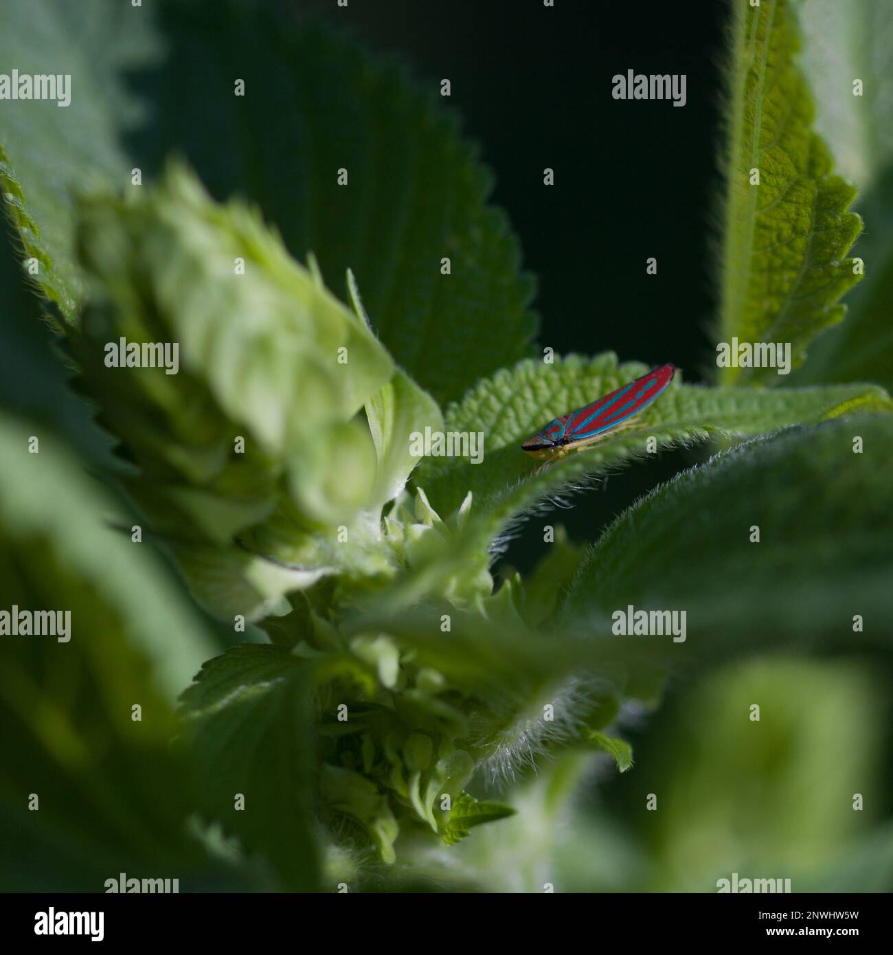 Redbanded leafhopper hi-res stock photography and images - Alamy