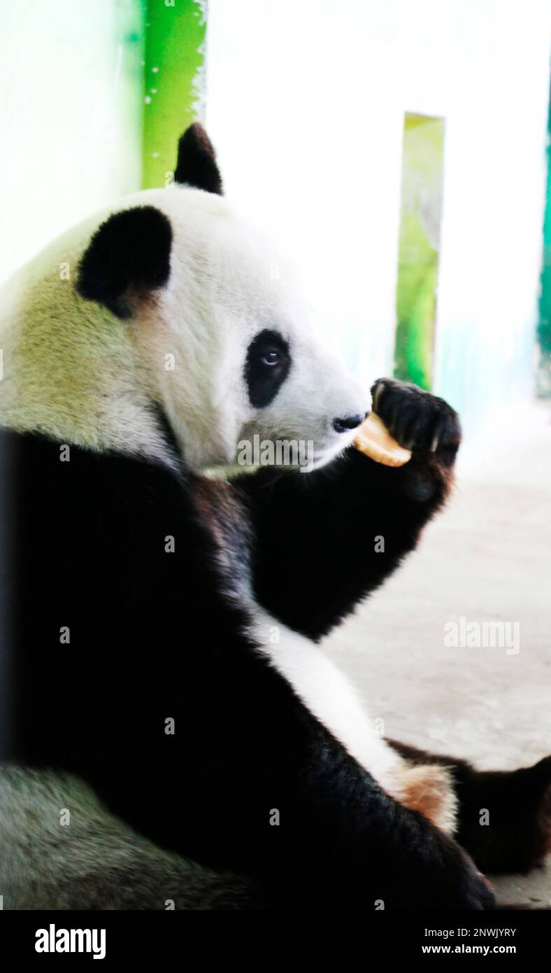 Panda eating special bamboo mooncake to welcome mid-autumn festival in ...