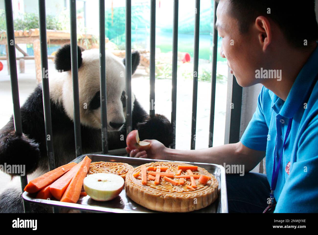Panda eating special bamboo mooncake to welcome mid-autumn festival in ...