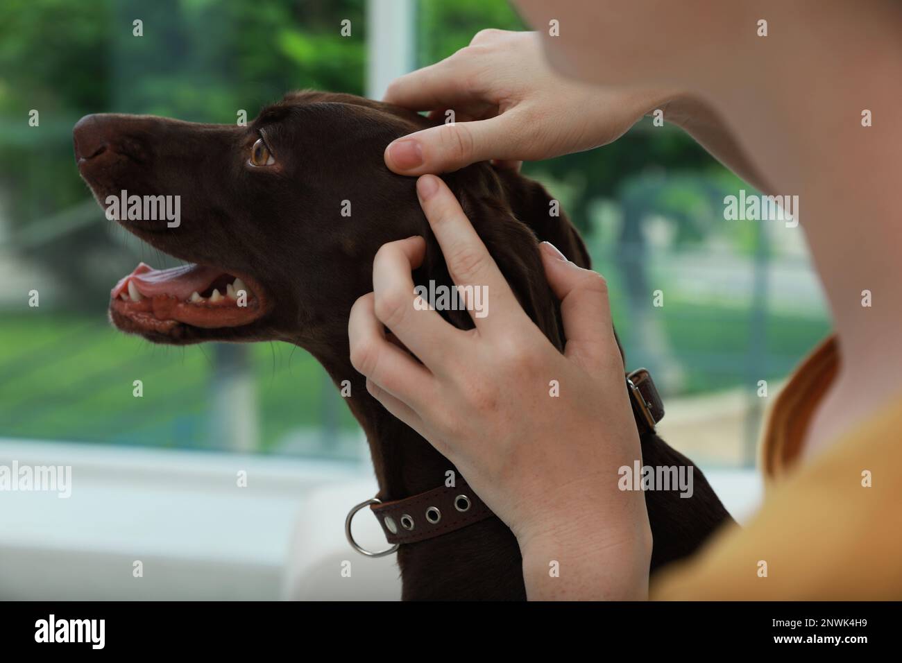 Woman examining her dog's skin for ticks at home, closeup Stock Photo ...