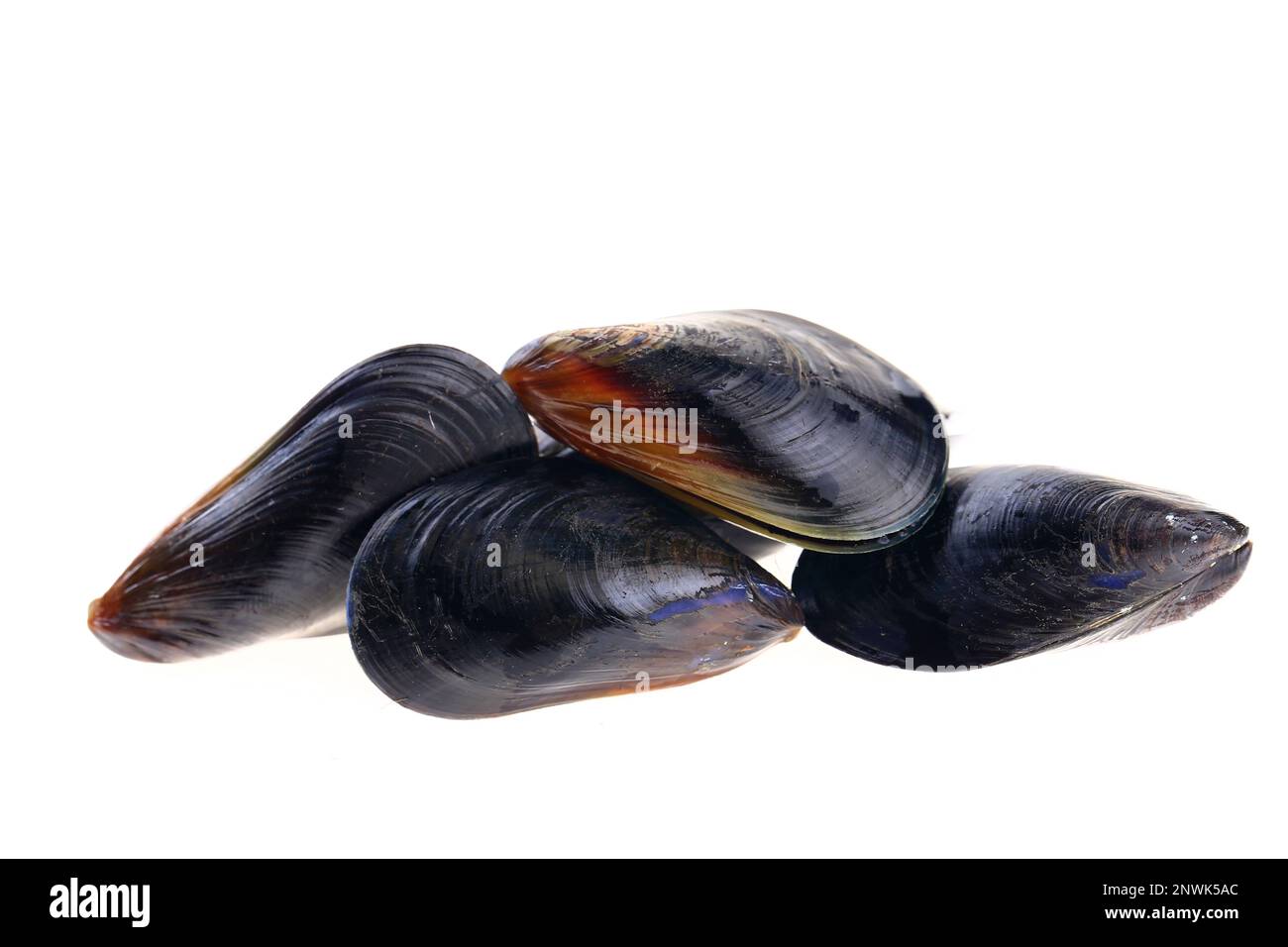 Mussels on a white background Stock Photo - Alamy
