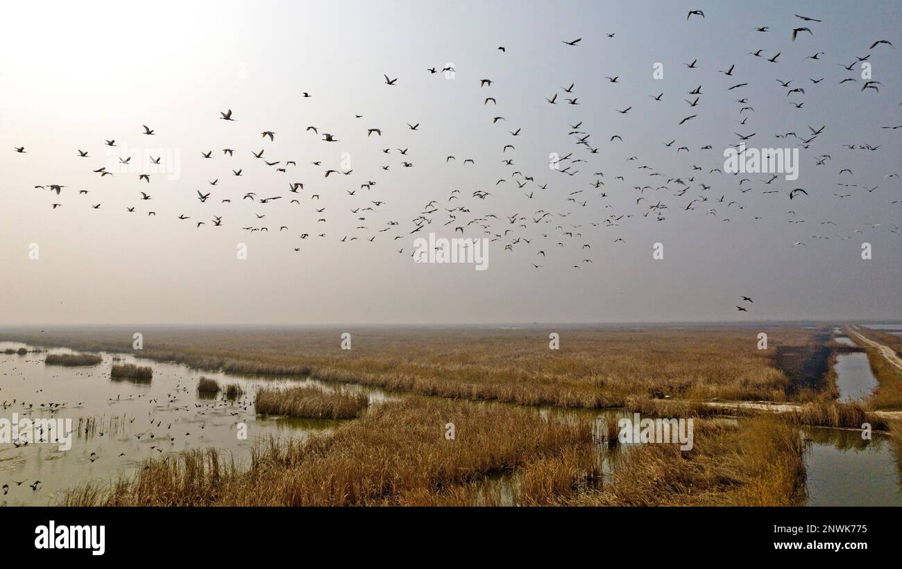 WEINAN, CHINA - FEBRUARY 28, 2023 - Birds swim and fly in Heyang Yellow ...