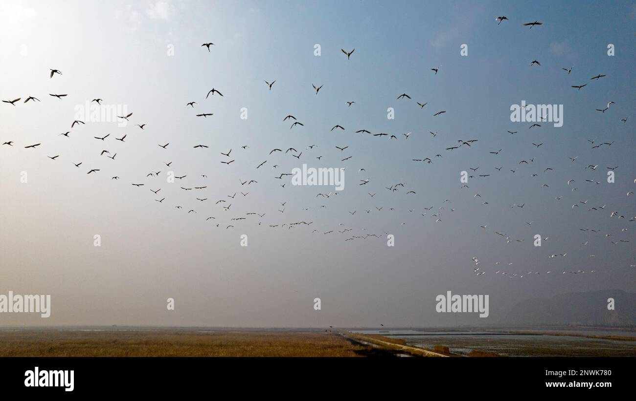 WEINAN, CHINA - FEBRUARY 28, 2023 - Birds swim and fly in Heyang Yellow ...