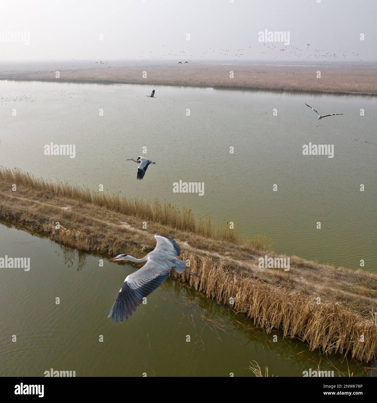 WEINAN, CHINA - FEBRUARY 28, 2023 - Birds swim and fly in Heyang Yellow ...