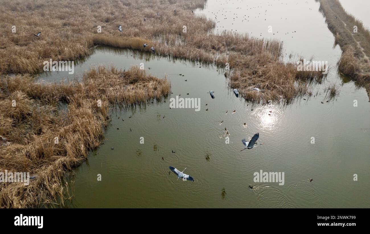 WEINAN, CHINA - FEBRUARY 28, 2023 - Birds swim and fly in Heyang Yellow ...