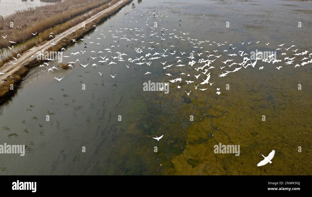 WEINAN, CHINA - FEBRUARY 28, 2023 - Birds swim and fly in Heyang Yellow ...