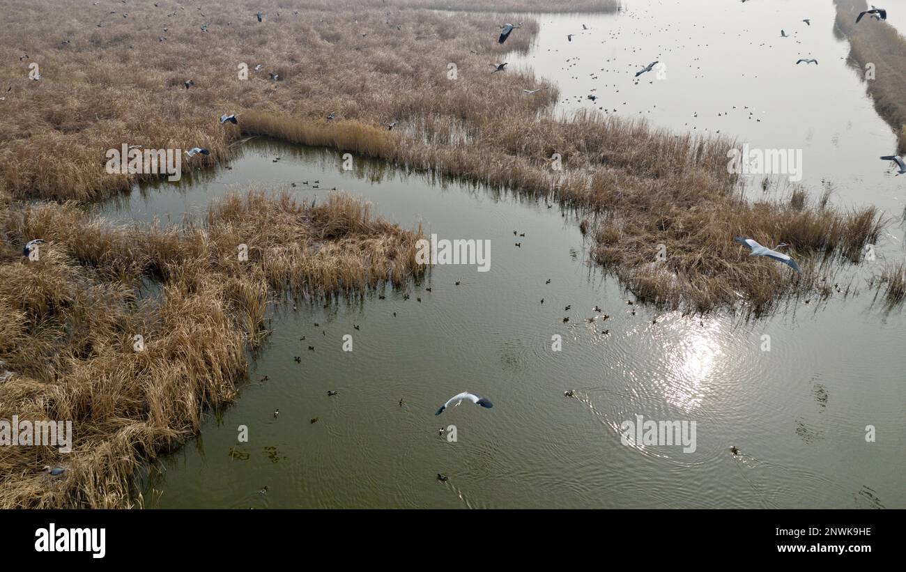 WEINAN, CHINA - FEBRUARY 28, 2023 - Birds swim and fly in Heyang Yellow ...