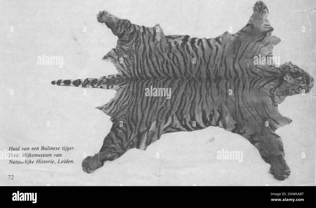 Panthera Tigris Balica