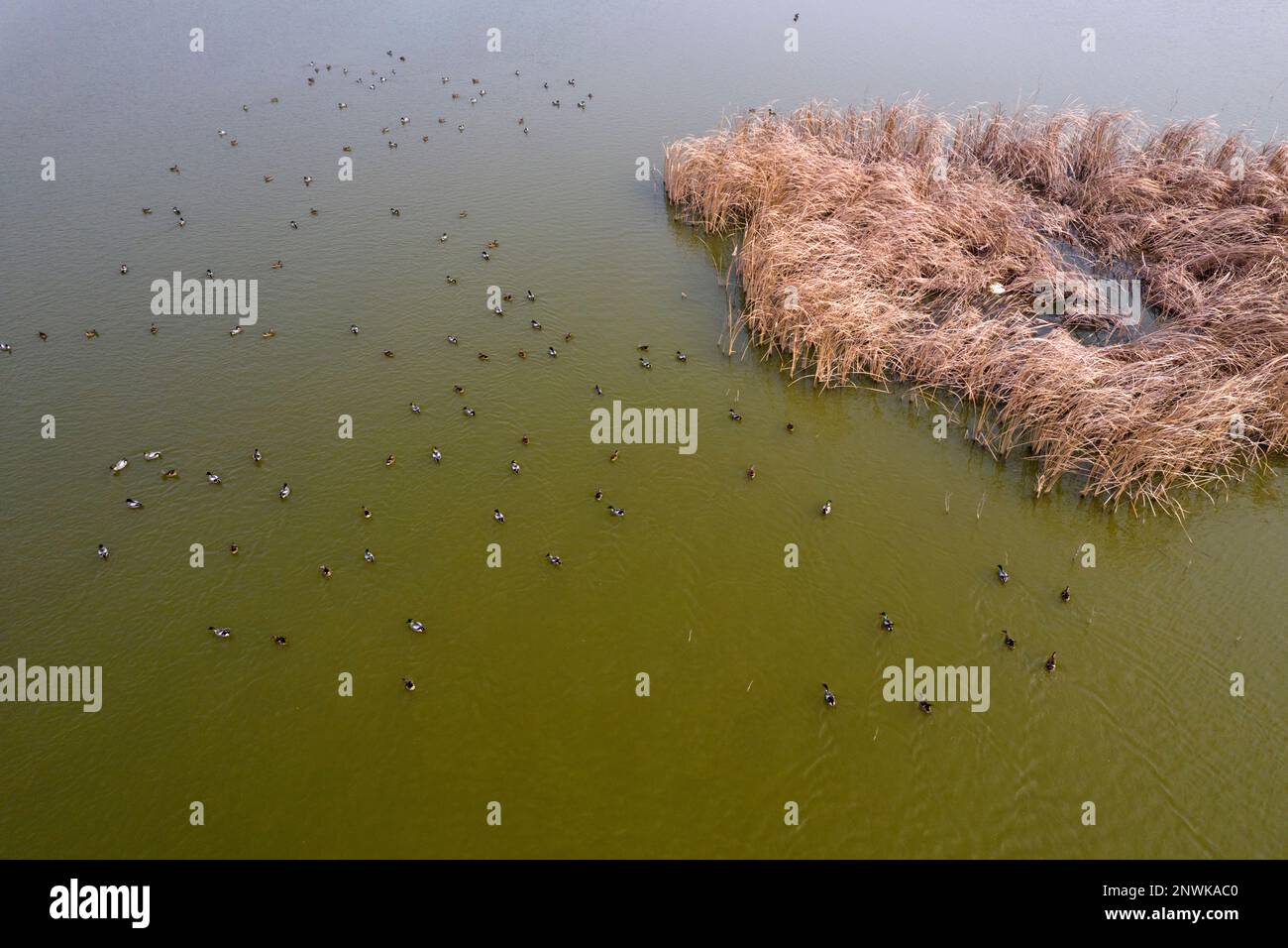 WEINAN, CHINA - FEBRUARY 28, 2023 - Birds swim and fly in Heyang Yellow ...