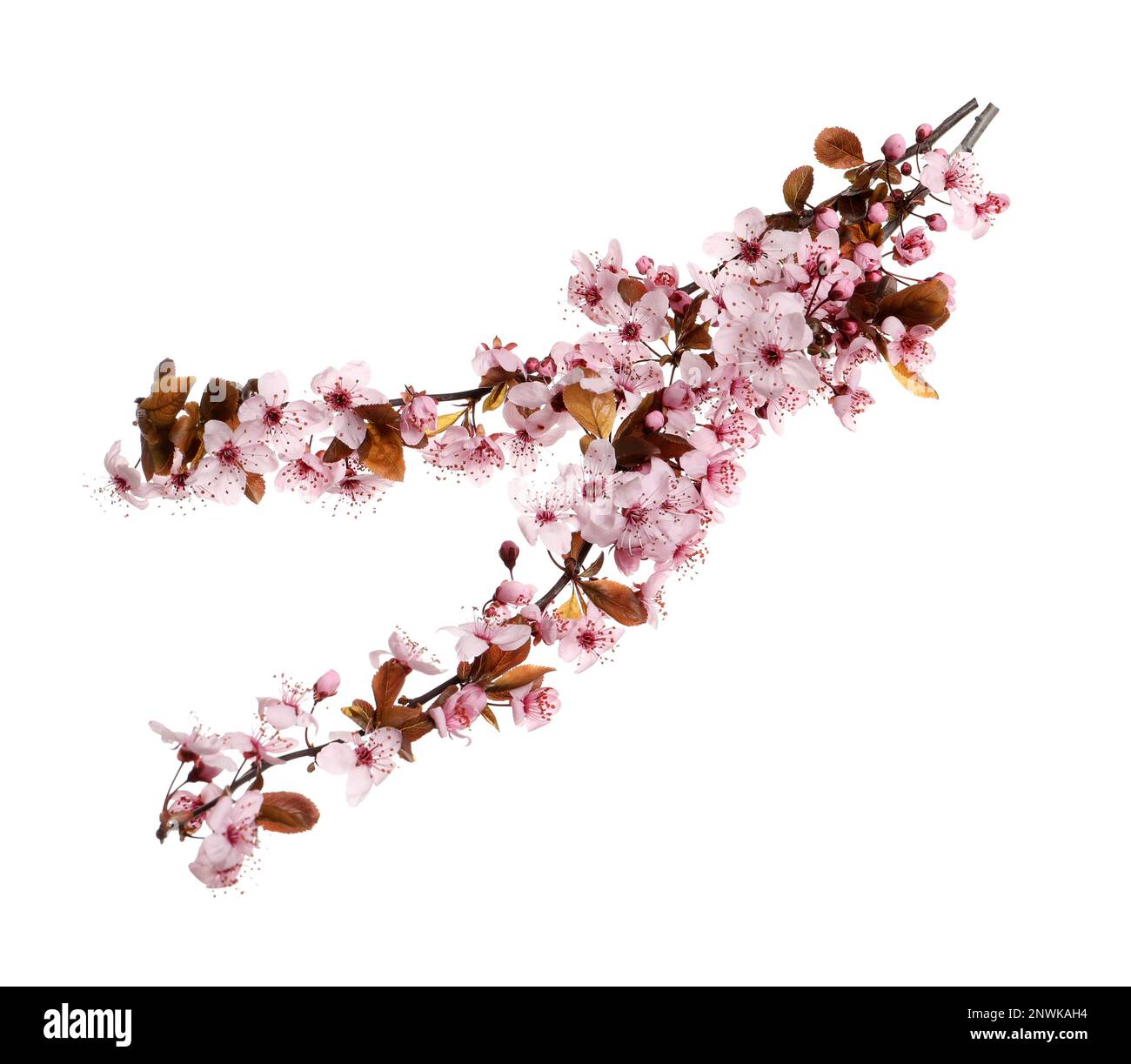 Cherry tree branches with beautiful pink blossoms isolated on white ...