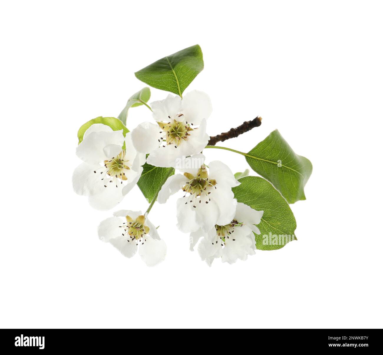 Beautiful blossoming pear tree branch with flowers on white background ...