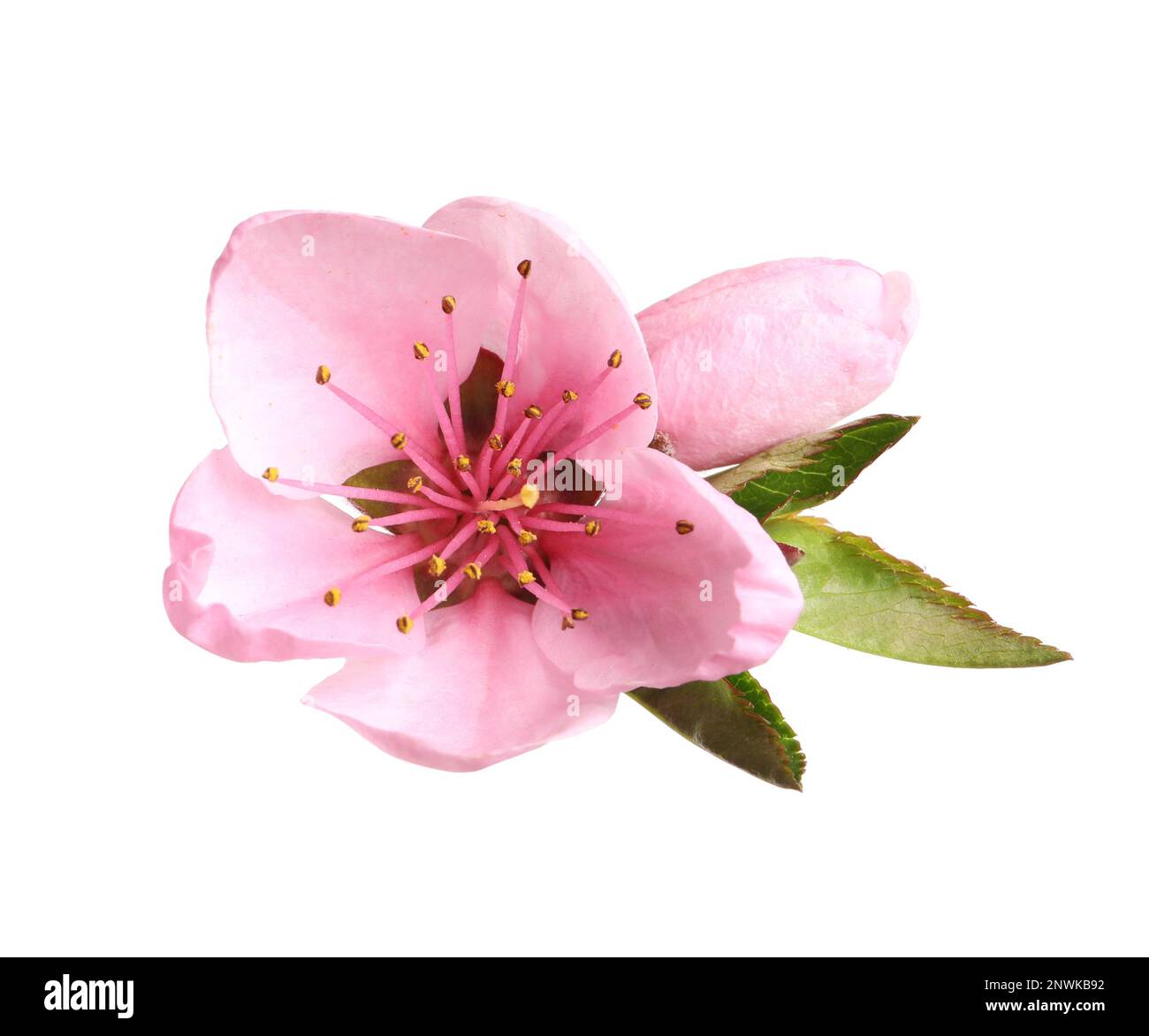 Beautiful sakura tree flower isolated on white Stock Photo - Alamy