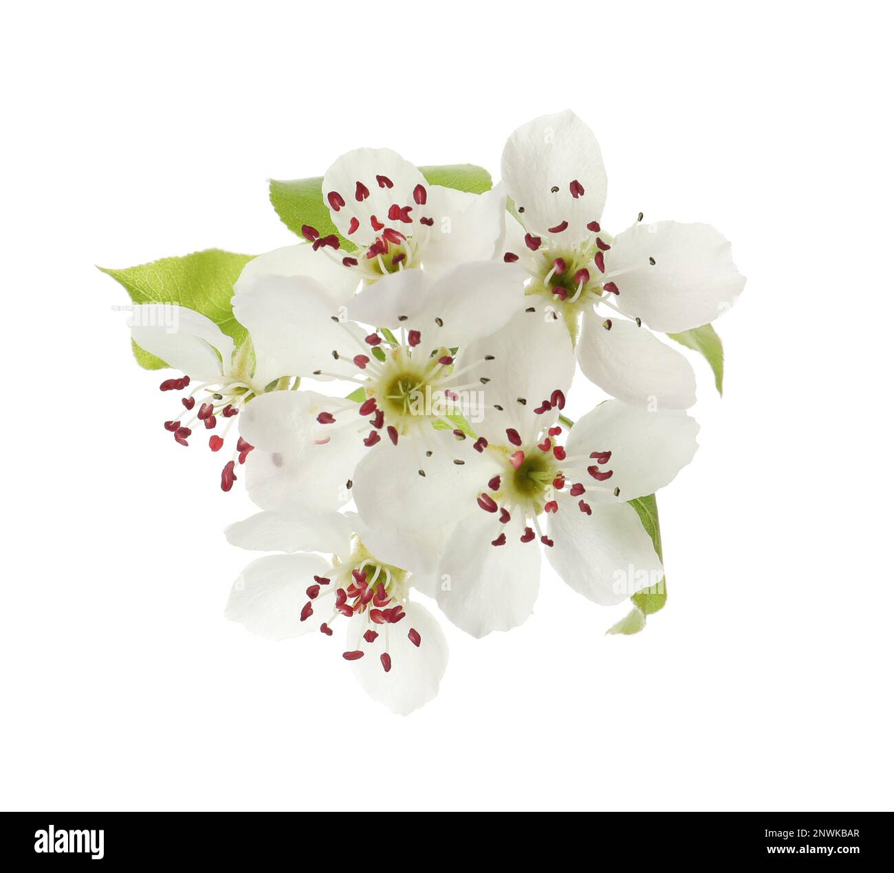 Beautiful blossoming pear tree branch with flowers on white background ...