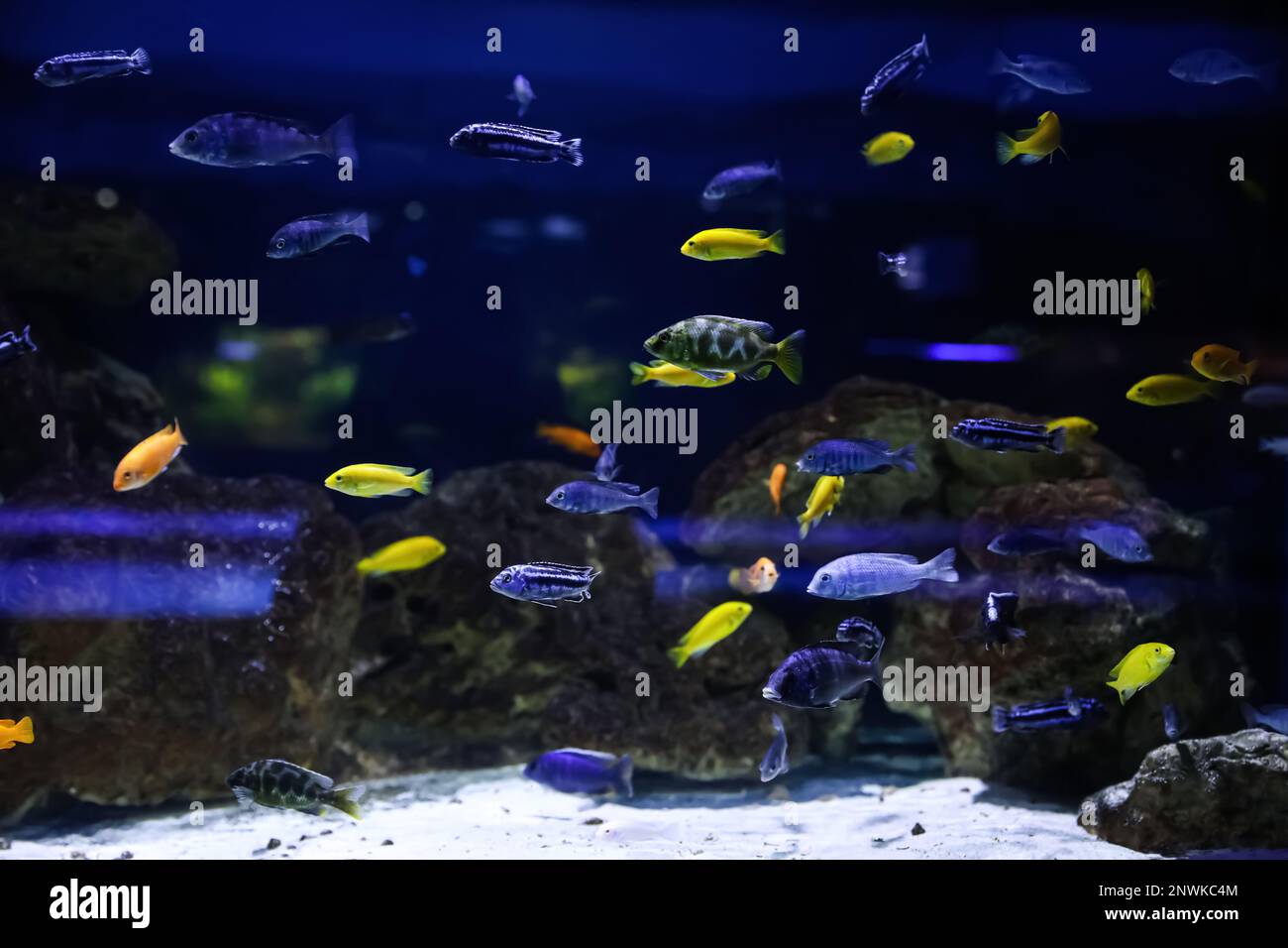 Different beautiful small fishes in clear aquarium Stock Photo - Alamy