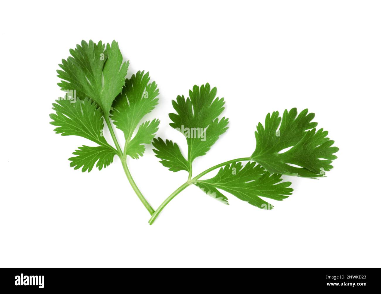 Aromatic fresh green cilantro isolated on white, top view Stock Photo ...