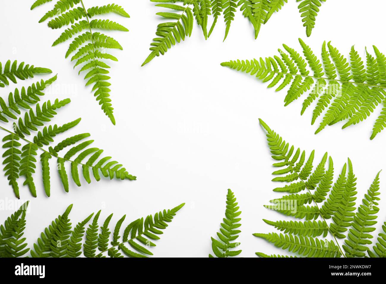 Beautiful tropical fern leaves on white background, top view. Space for ...
