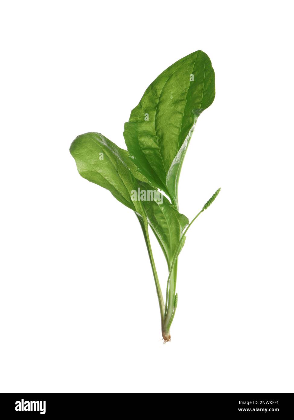 Broadleaf plantain hi-res stock photography and images - Alamy