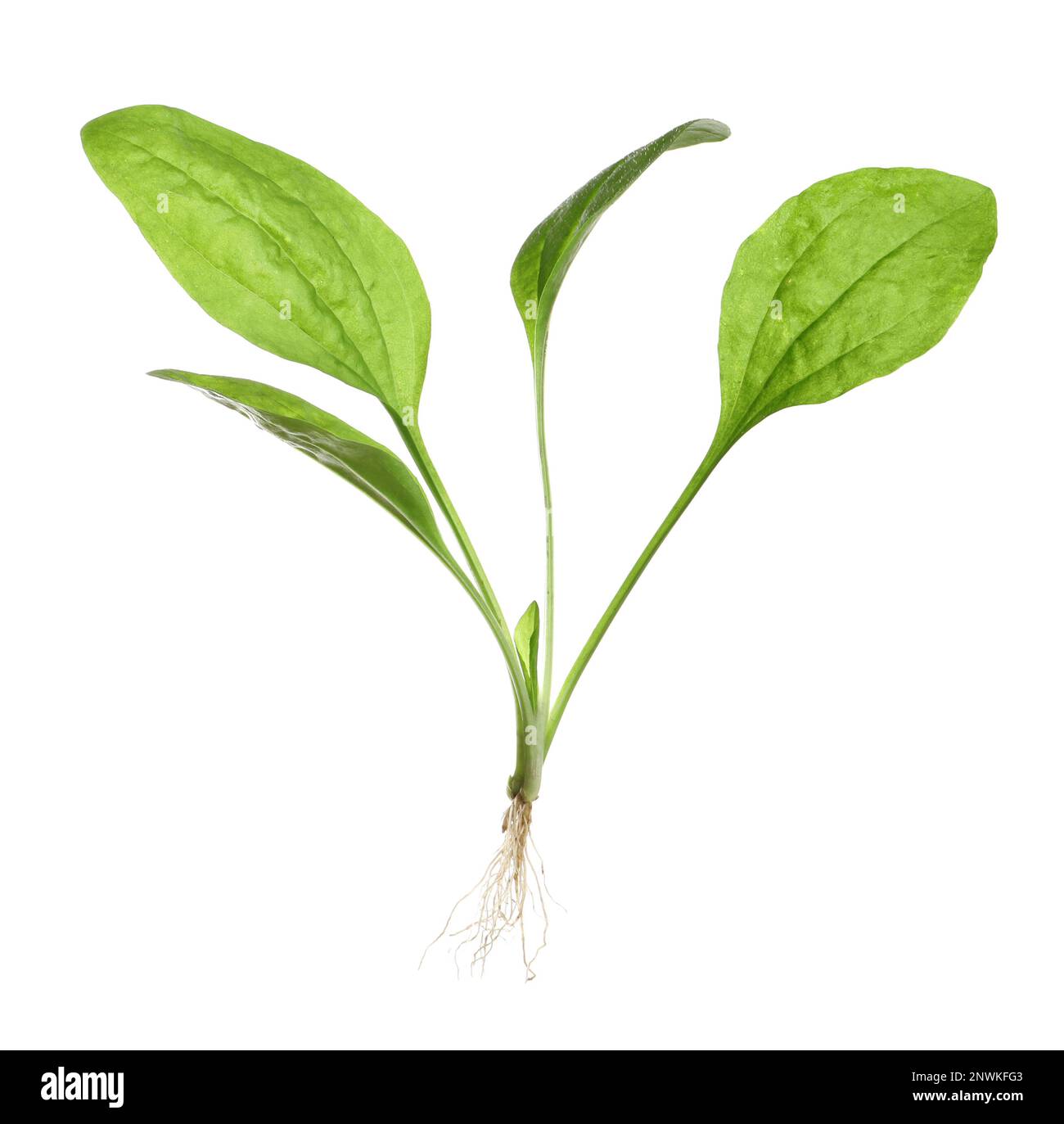 Broadleaf plantain on white background. Medicinal herb Stock Photo - Alamy