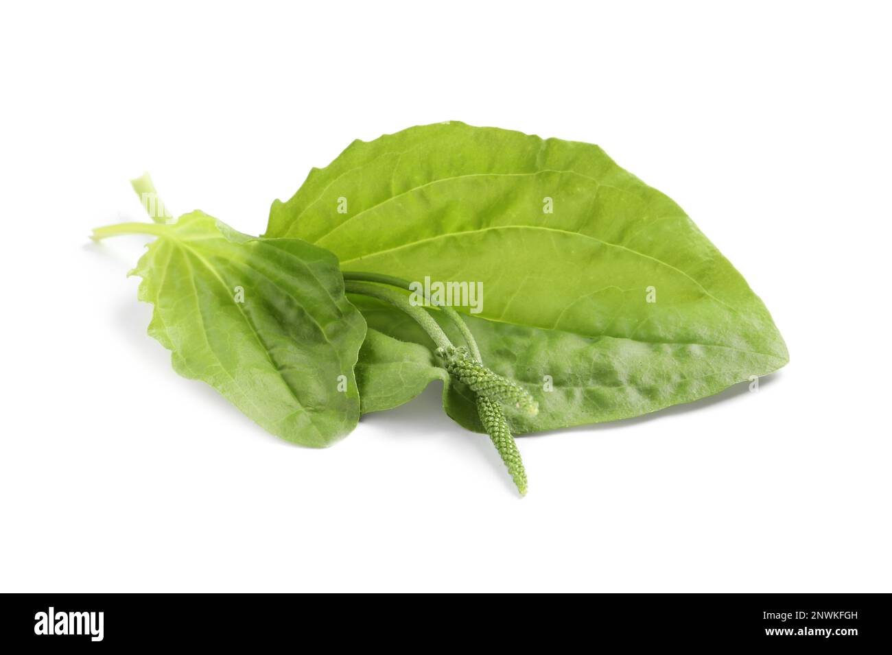Leaves and seeds of broadleaf plantain on white background. Medicinal ...