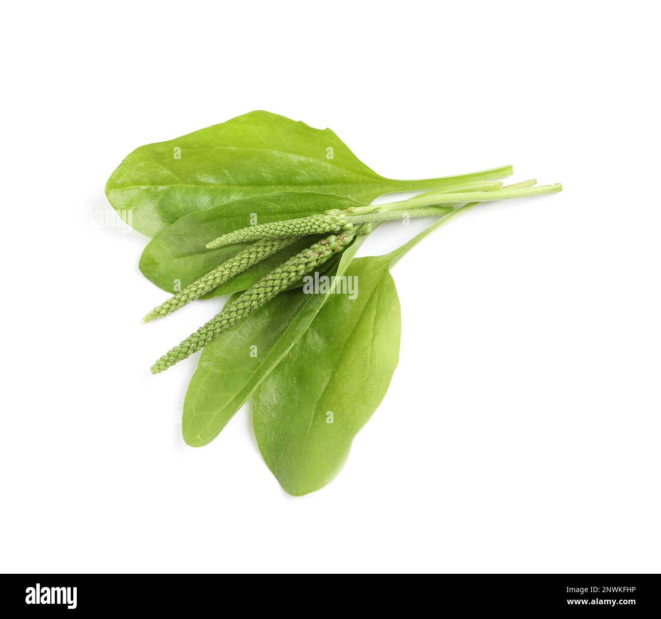 Leaves and seeds of broadleaf plantain on white background, top view ...