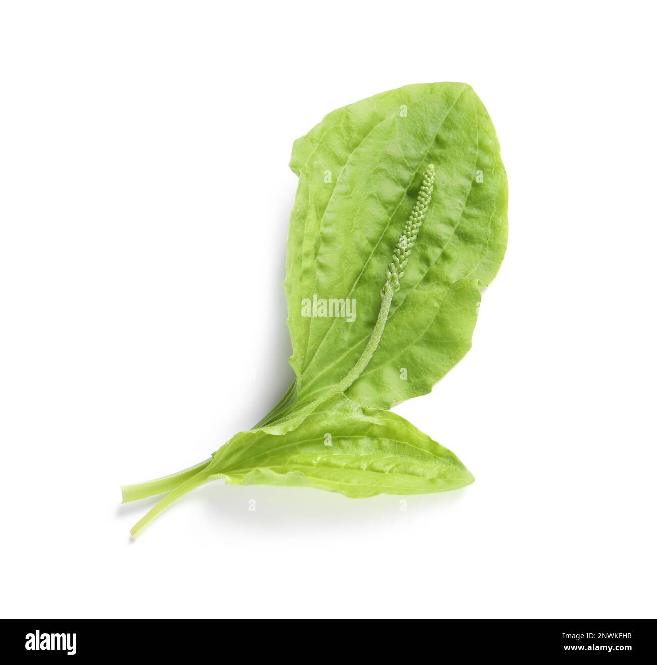 Leaves and seeds of broadleaf plantain on white background, top view ...