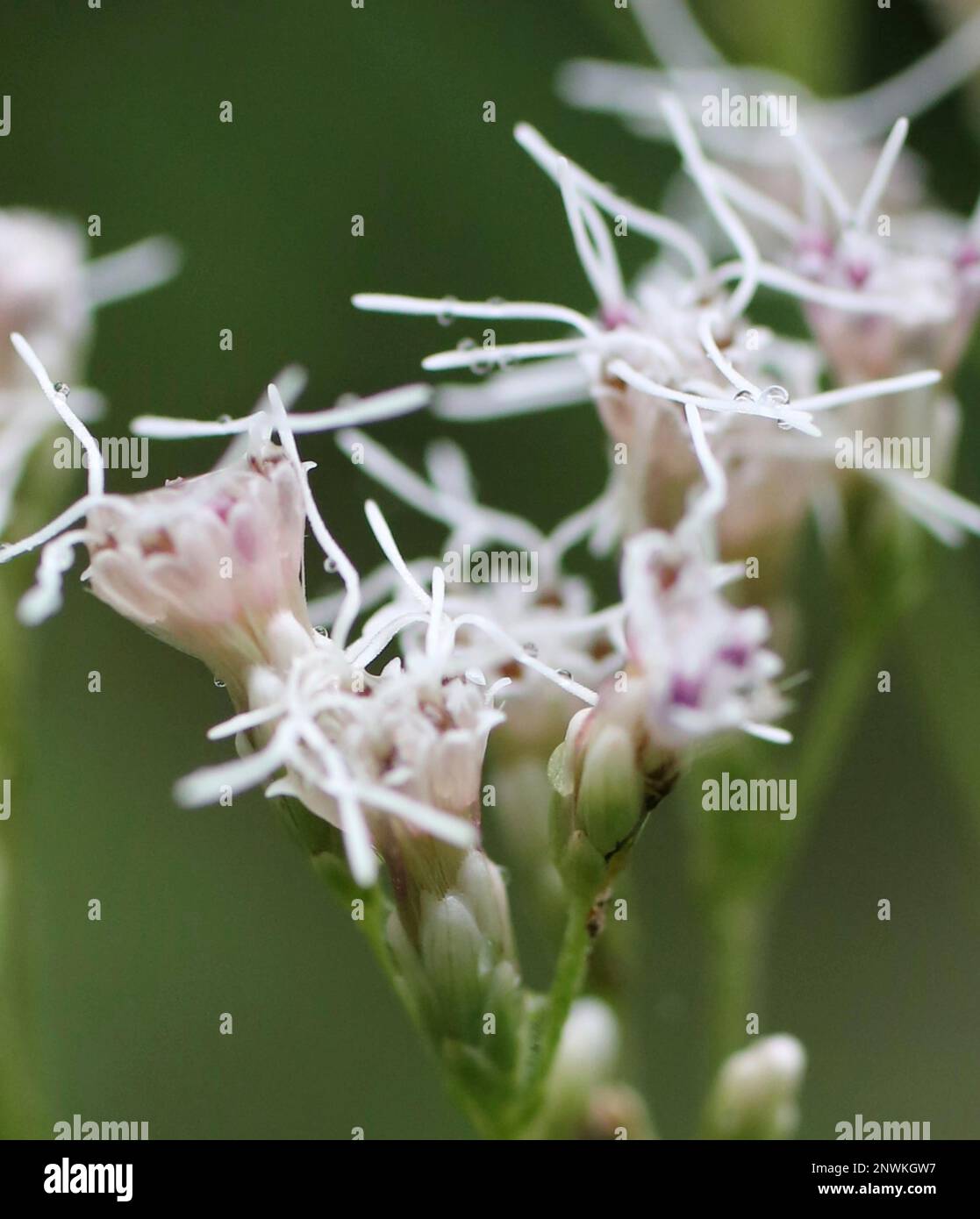 Thoroughwort Flowers are pictured at the Kyoto Botanical Garden in ...
