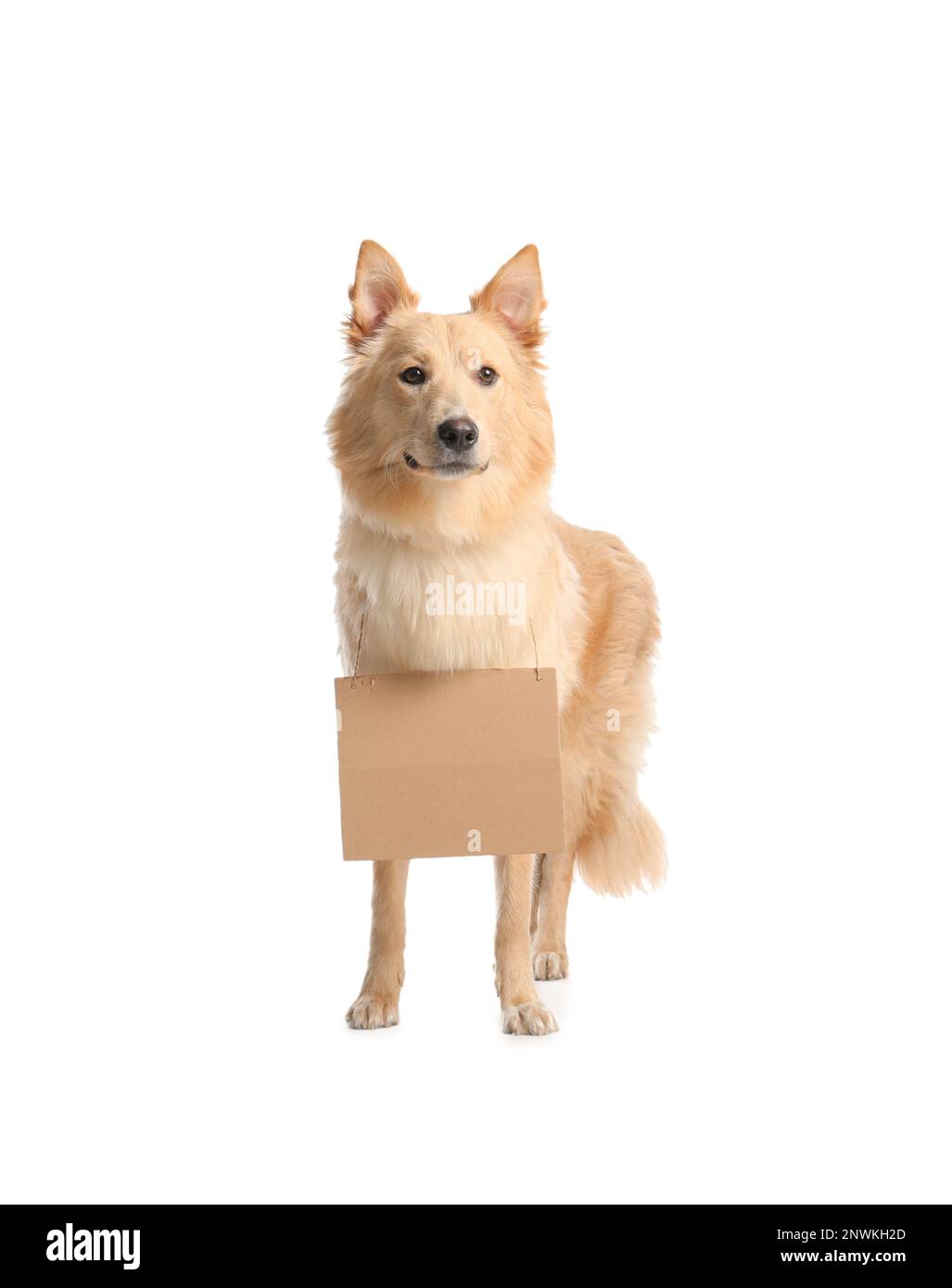 Homeless cardboard shelter Cut Out Stock Images & Pictures - Alamy