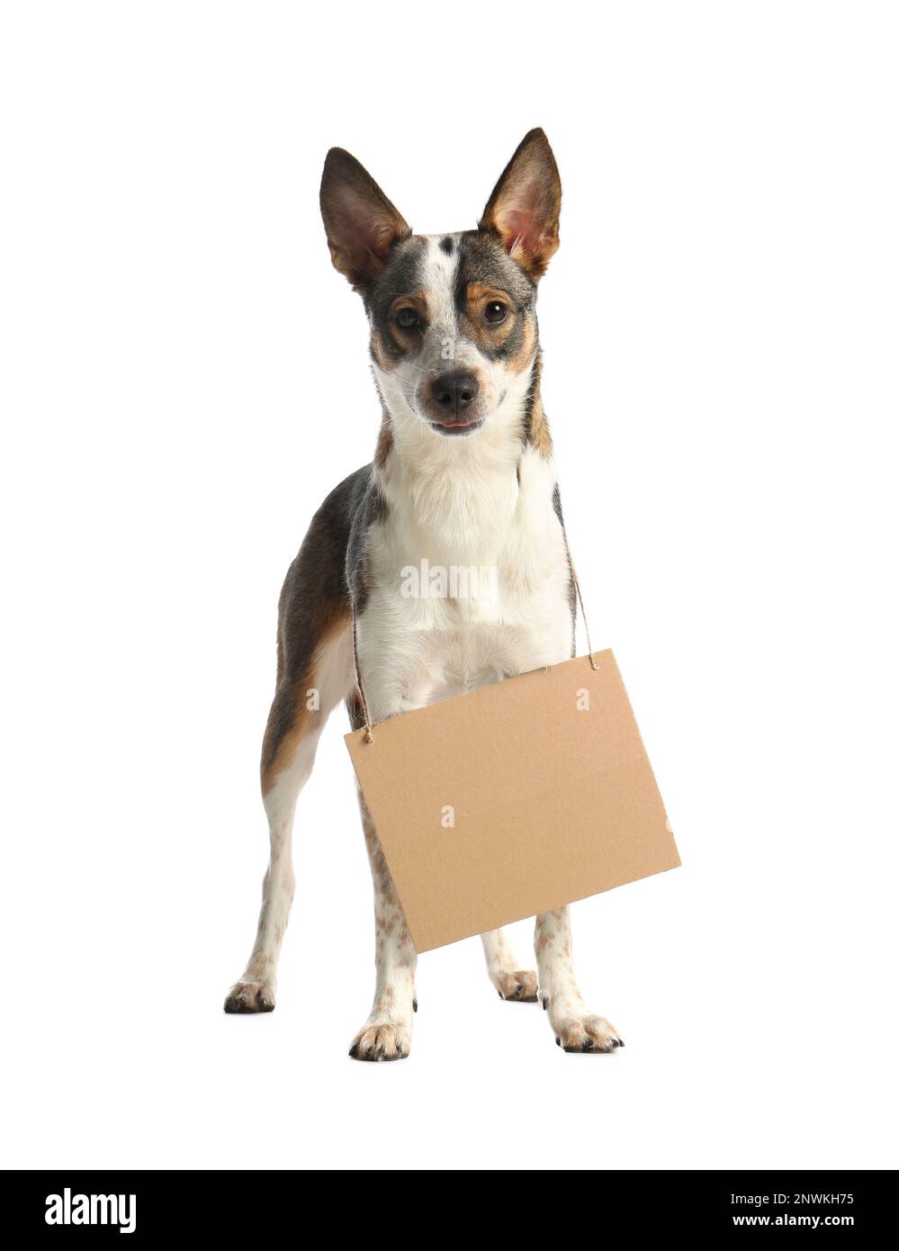 Lost dog with blank cardboard sign on white background. Homeless pet ...