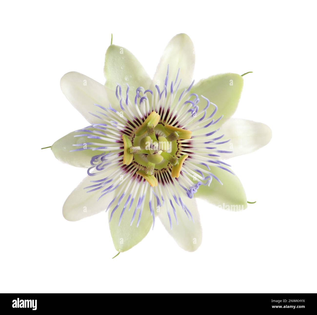 Beautiful blossom of Passiflora plant (passion fruit) on white ...