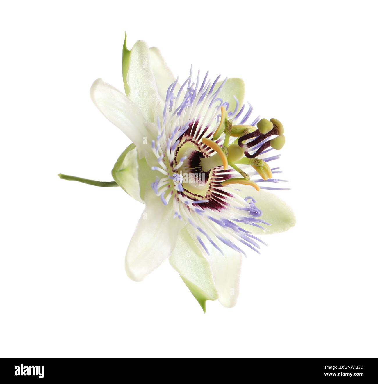 Beautiful blossom of Passiflora plant (passion fruit) on white ...