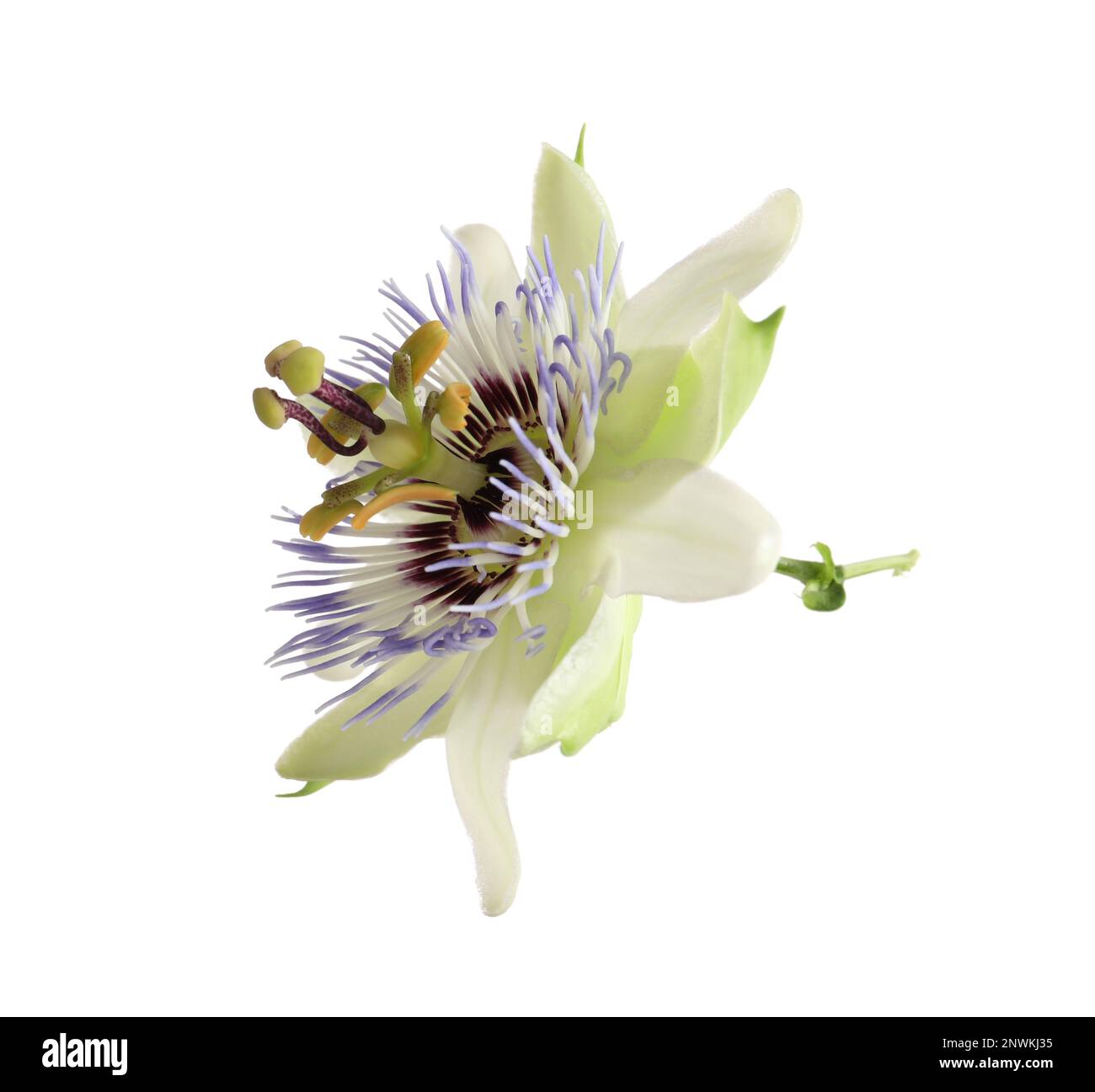 Beautiful blossom of Passiflora plant (passion fruit) on white ...