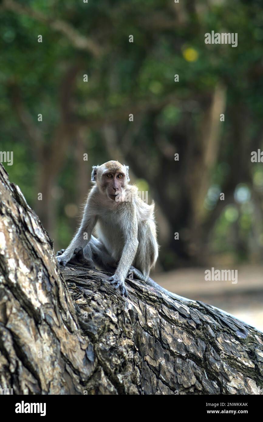 A monkey sitting on a tree in Alas Purwo forest, Banyuwangi. Indonesia ...
