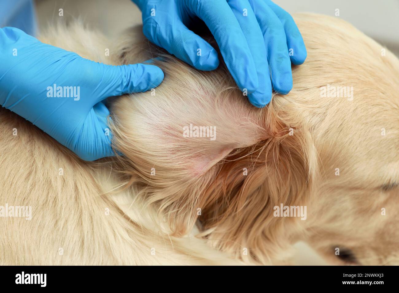 Checking for ticks hi-res stock photography and images - Alamy