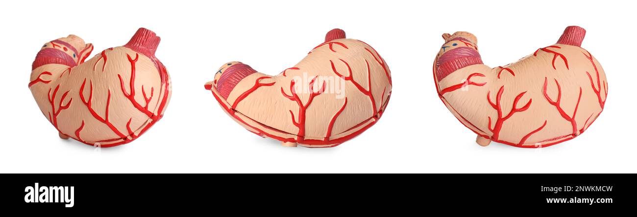 Set with anatomical models of stomach on white background, banner ...