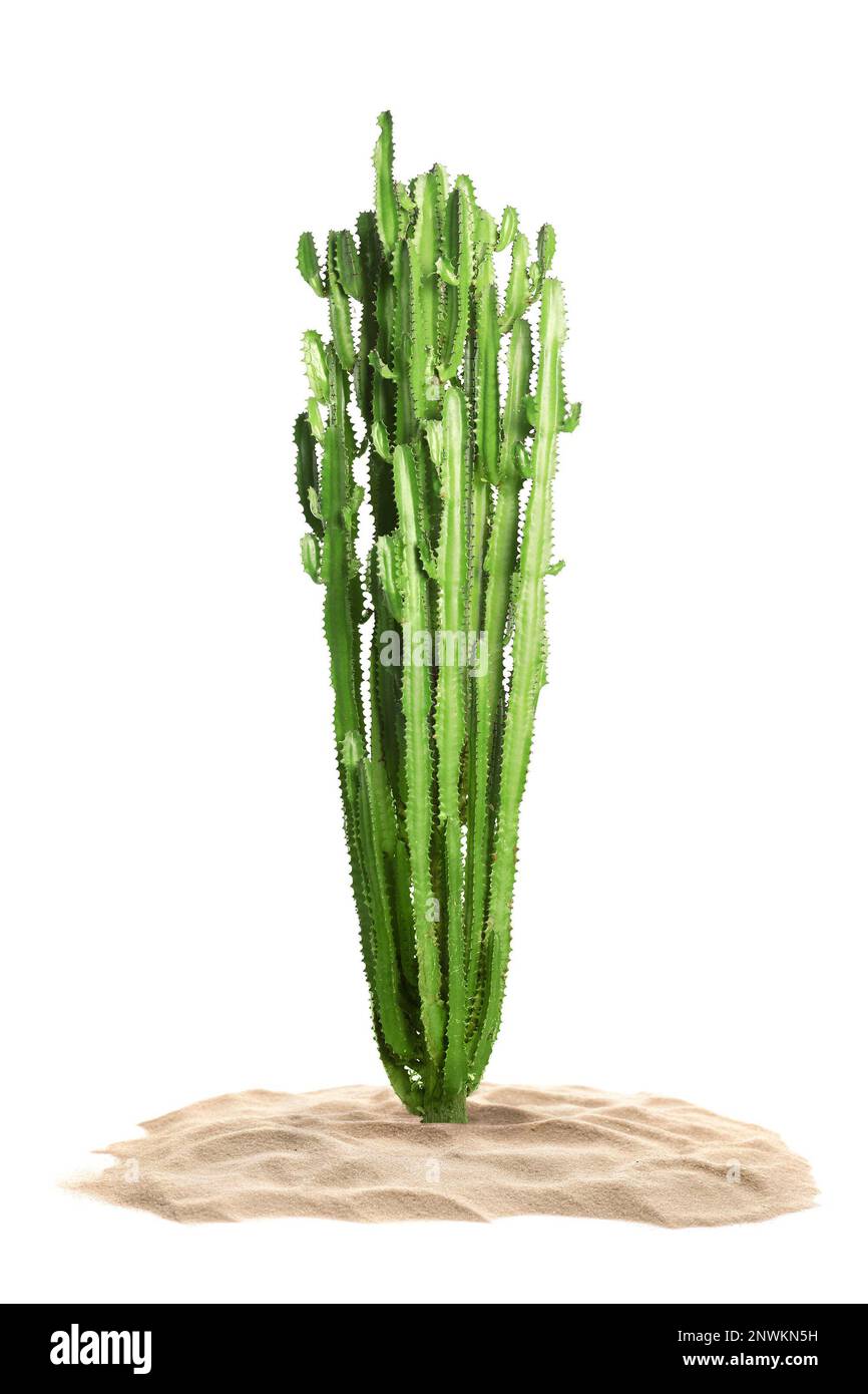 Beautiful big cactus growing in sand on white background Stock Photo ...