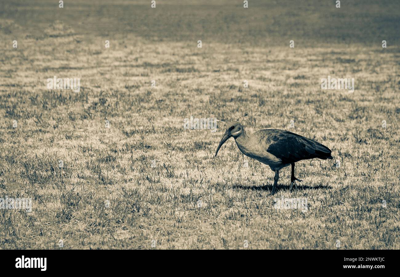 Hadada ibis, beautiful wild birds in South Africa Stock Photo - Alamy