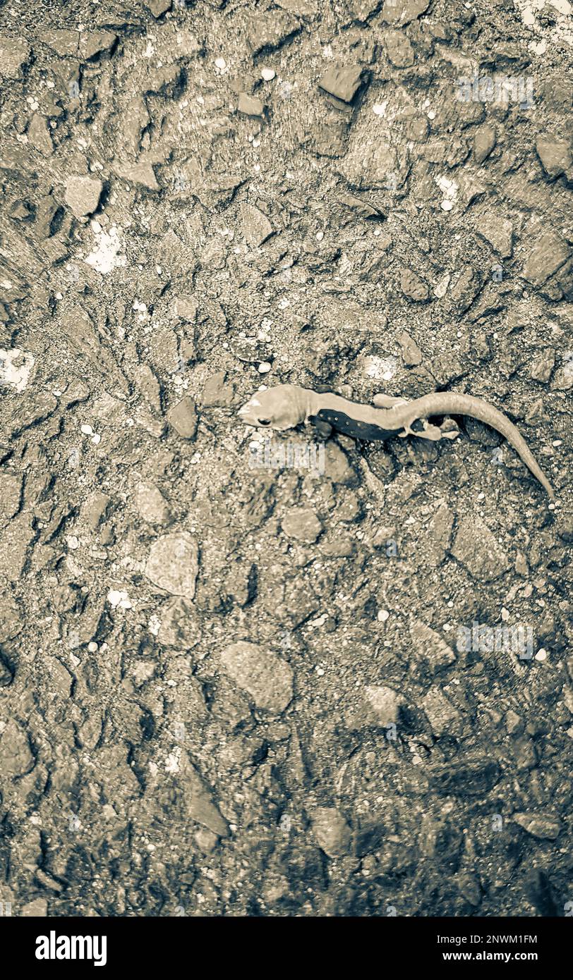 Small gray lizard or gecko on gray stone background in Cape Town Stock ...