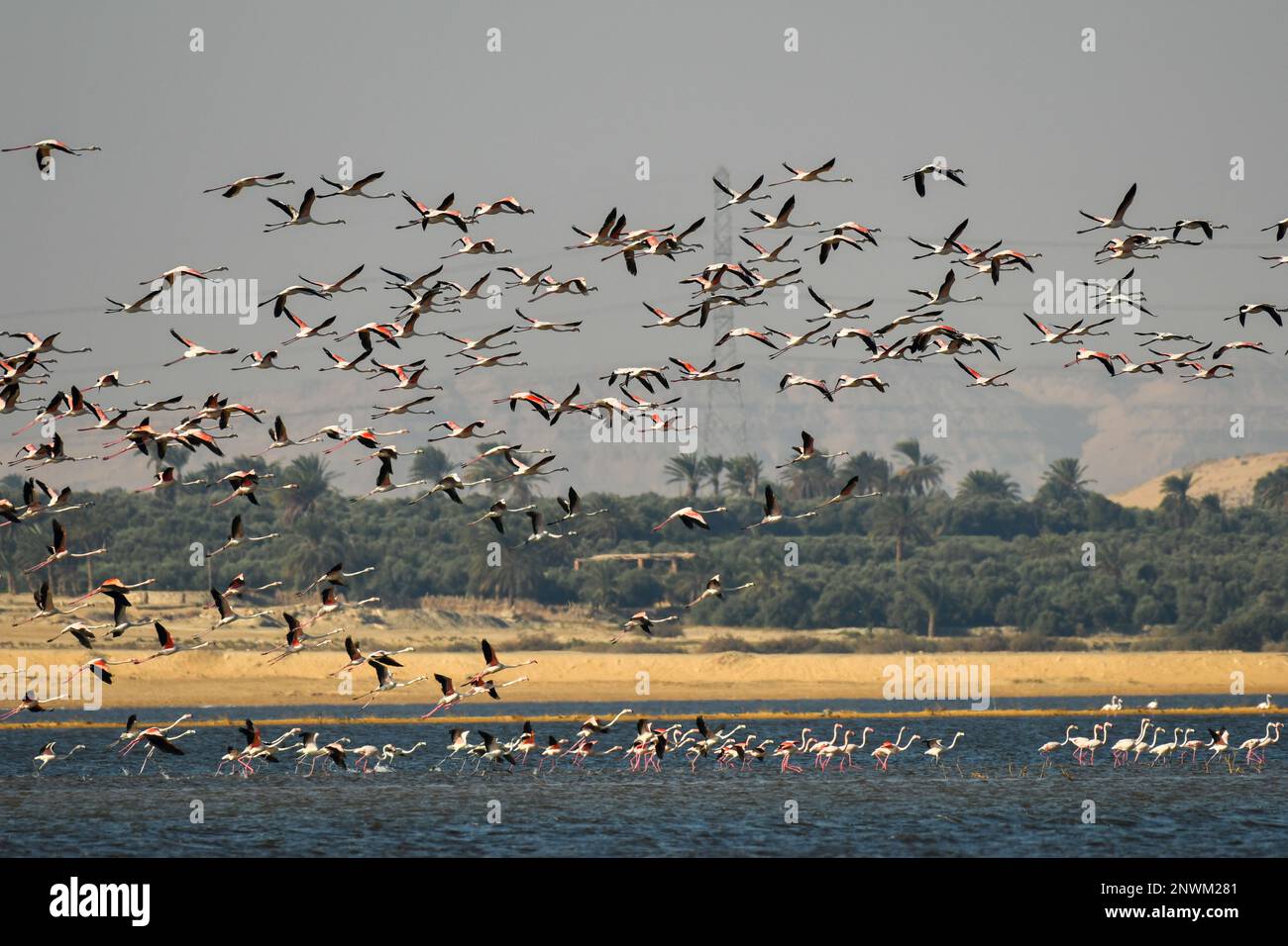 Sahara africa bird flight hi-res stock photography and images - Alamy