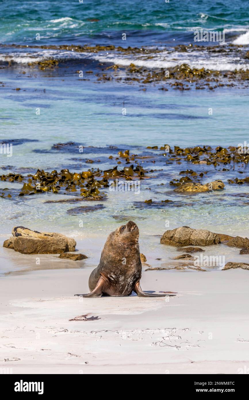 Bull, male, Southern Sea Lion, Otaria Flavescens, Falkland Islands ...