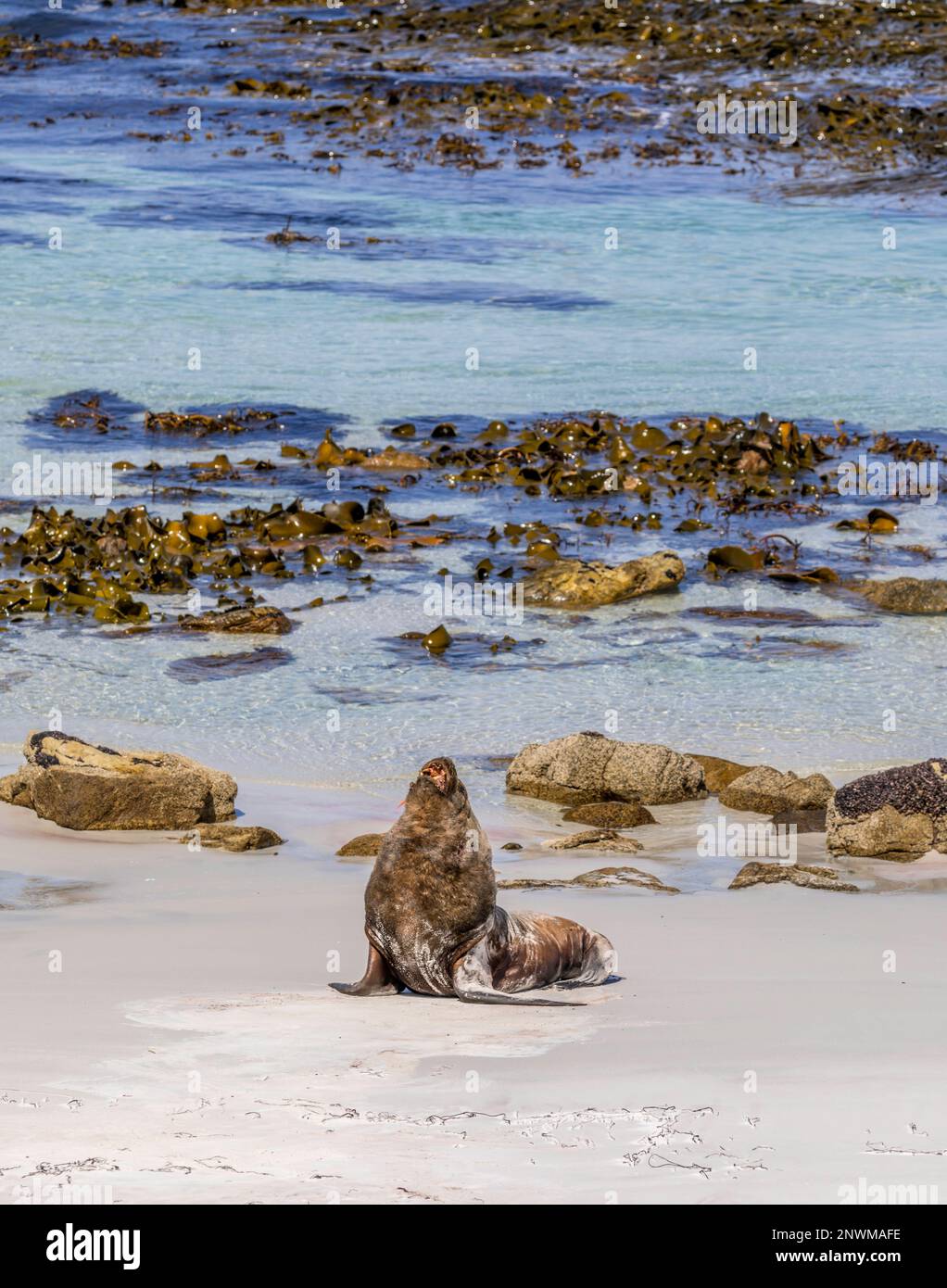 Bull, male, Southern Sea Lion, Otaria Flavescens, Falkland Islands ...