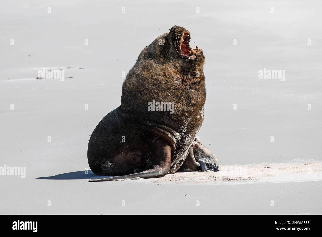 Bull, male, Southern Sea Lion, Otaria Flavescens, Falkland Islands ...