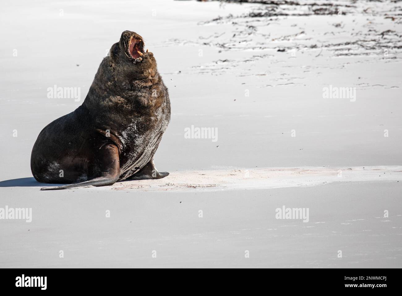 Bull, male, Southern Sea Lion, Otaria Flavescens, Falkland Islands ...