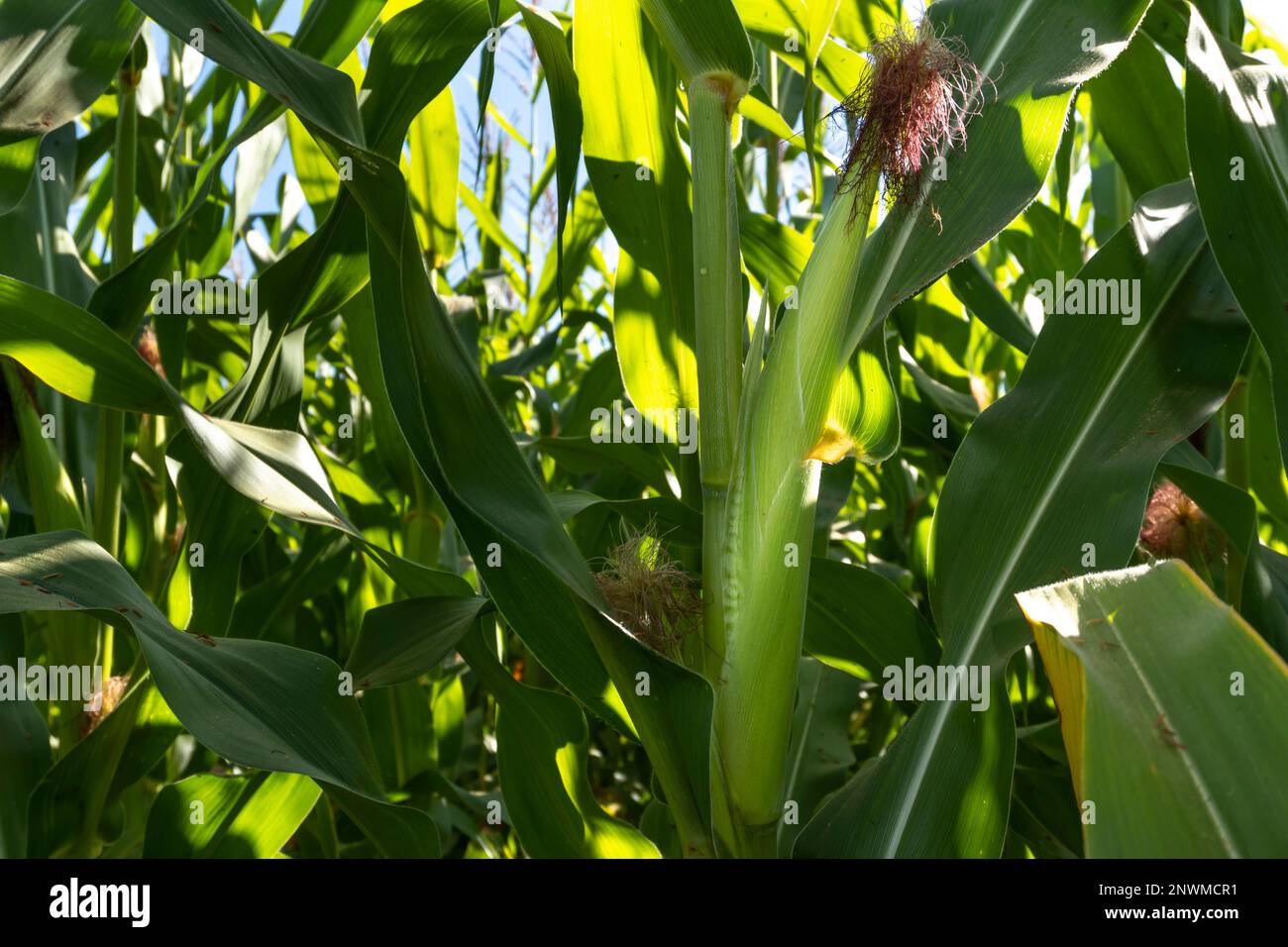 Corn field plantation growing hi-res stock photography and images - Alamy