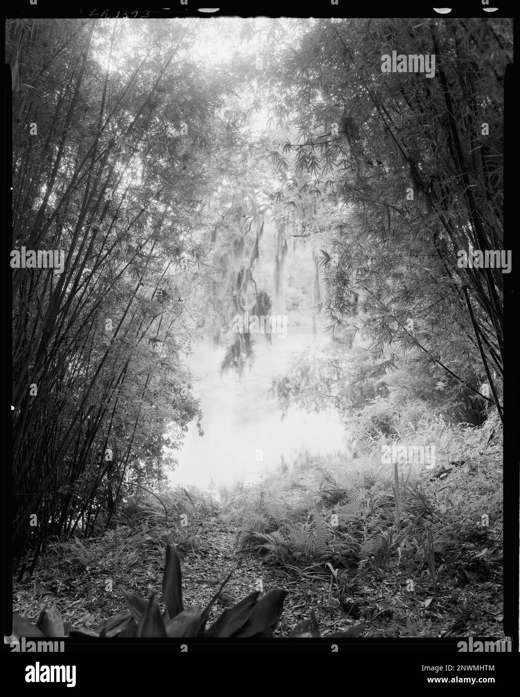 Ferns features Black and White Stock Photos & Images - Alamy