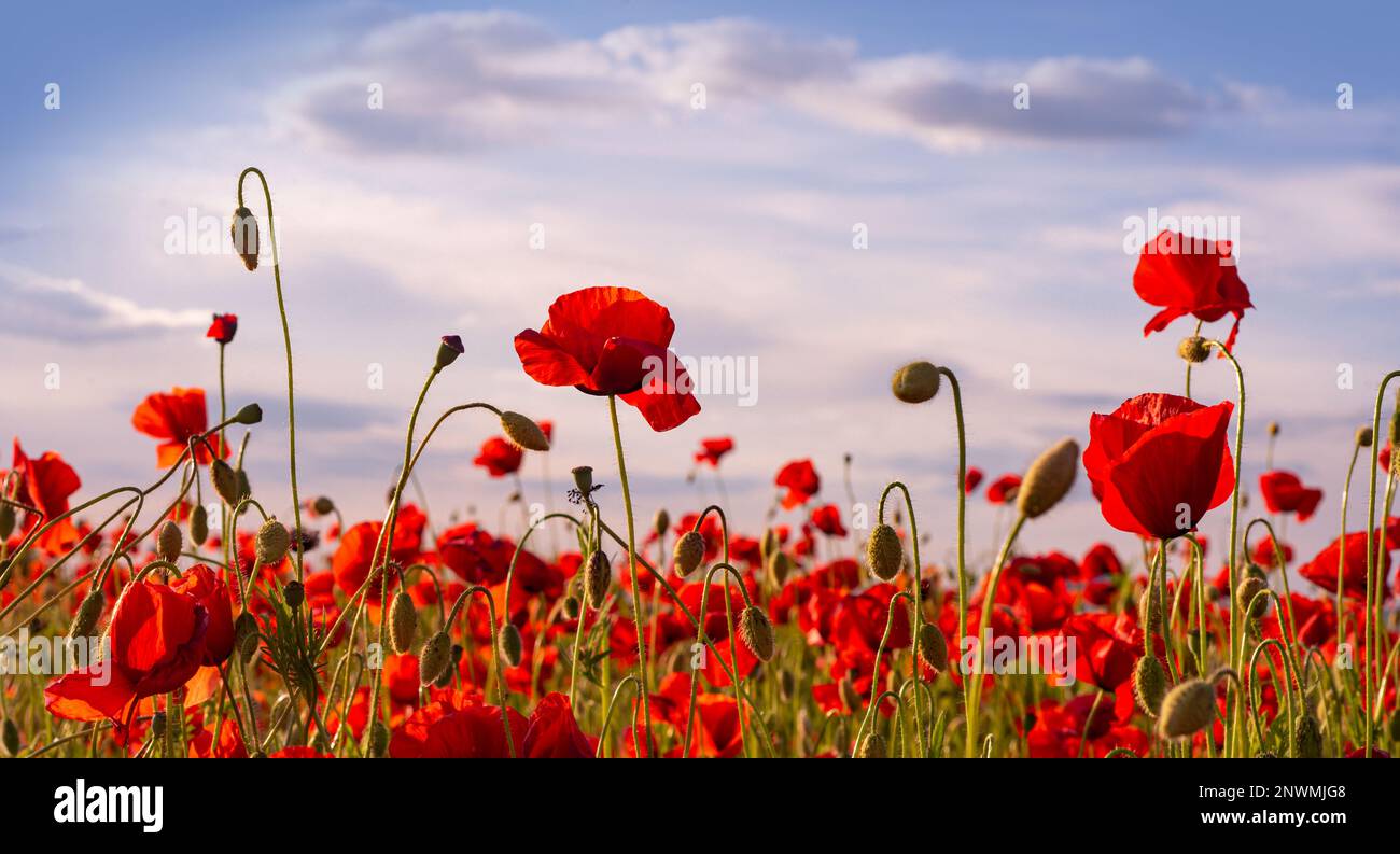 Poppy field for Anzac background. Remembrance day. Red poppies poster ... Poppy field for Anzac background. Remembrance day. Red poppies poster ...