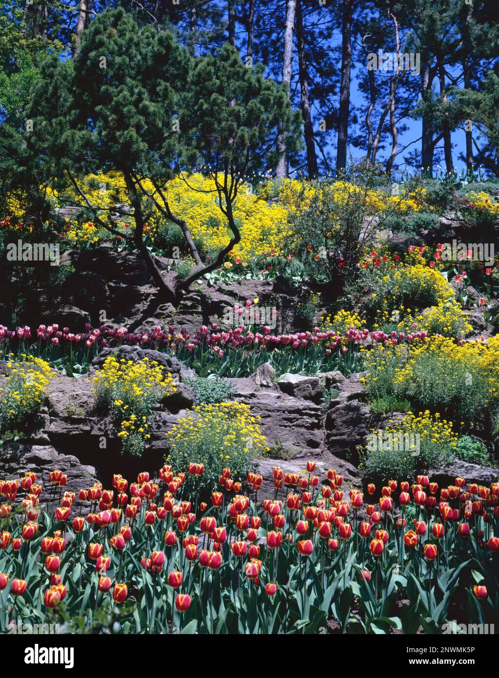 Beautiful rock garden arrangement for May flowers Stock Photo - Alamy